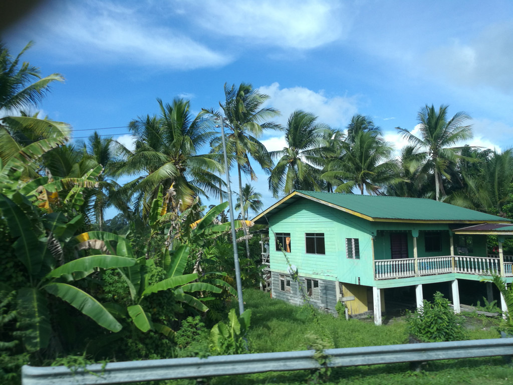 沙巴树简介,沙巴树,沙巴果树_大山谷图库